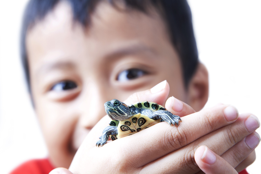 Pet turtles can make your kids really sick. Here’s how.
